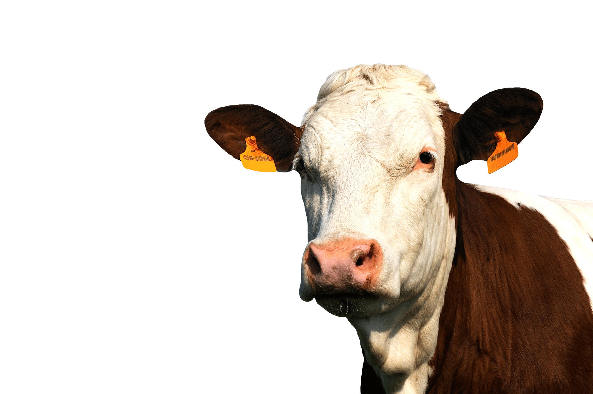 Élevage de vache montbéliarde à Marchastel - Élevage Mercier